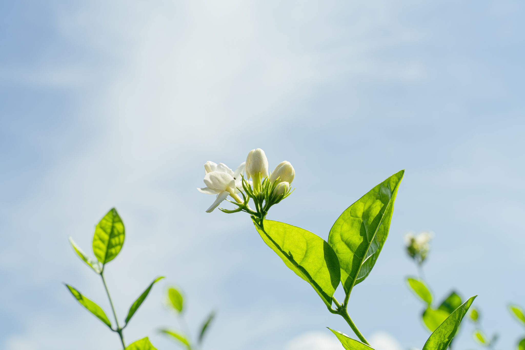 寶島漫波禮盒 Ponpie